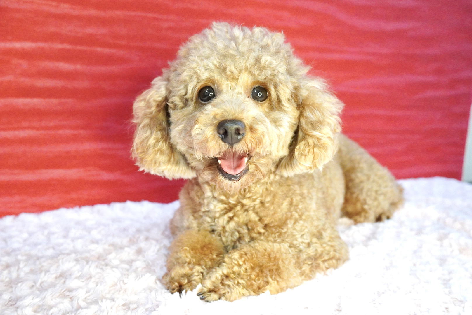 メインクーン専門ブリーダーの【PureJewelピュアジュエル】東京都清瀬市